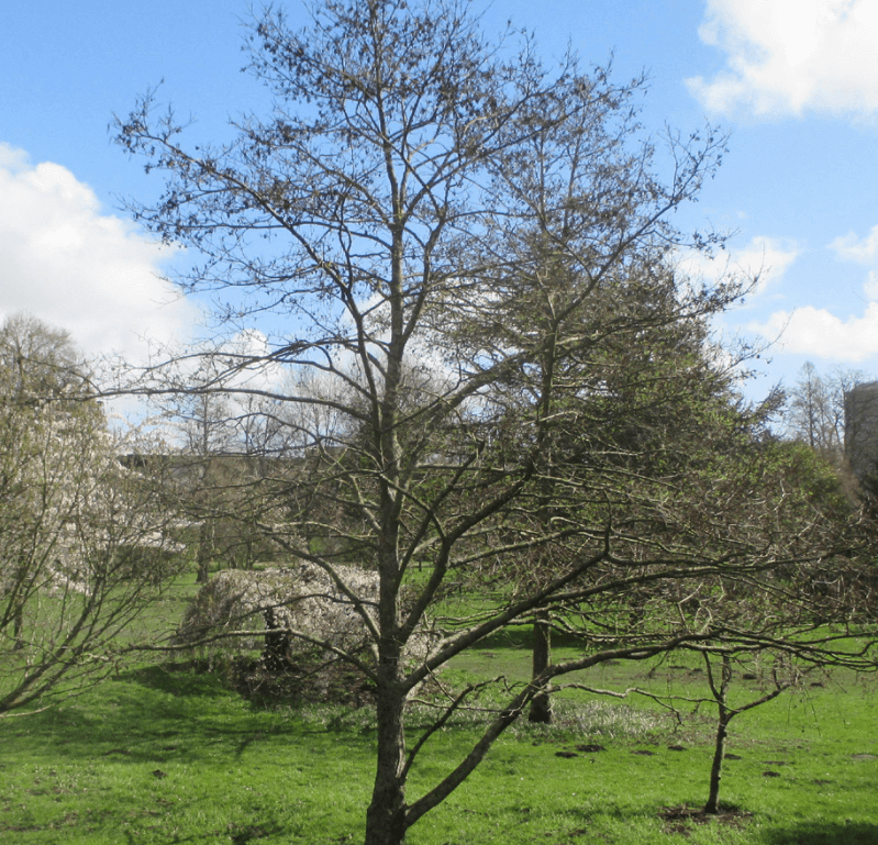 Bute Park - The Central Collection