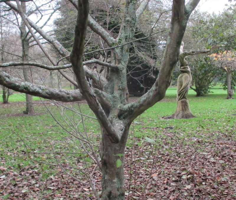 Bute Park - The Central Collection