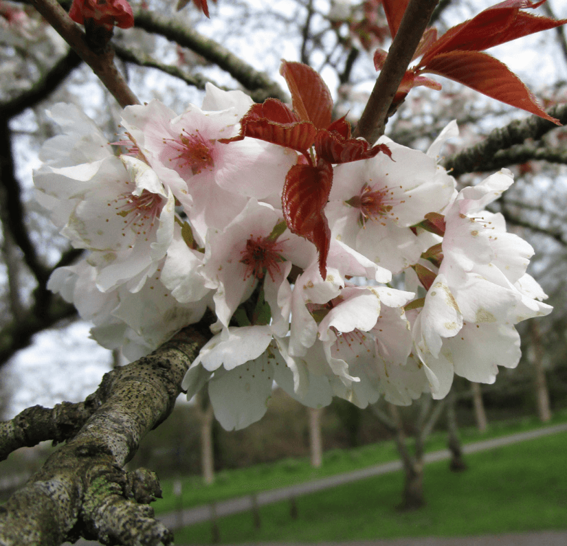 Bute Park - The Central Collection