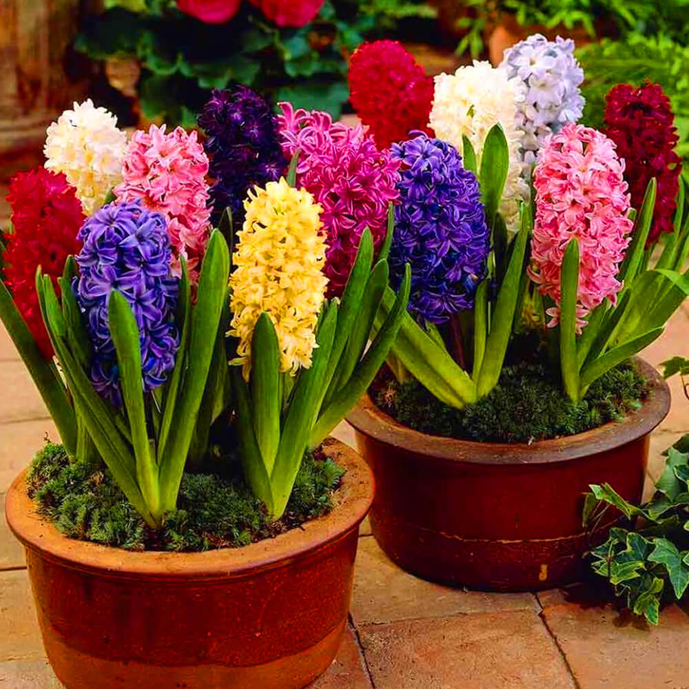 Bute Park Spring Open Day - 16 & 17 April - Bute Park