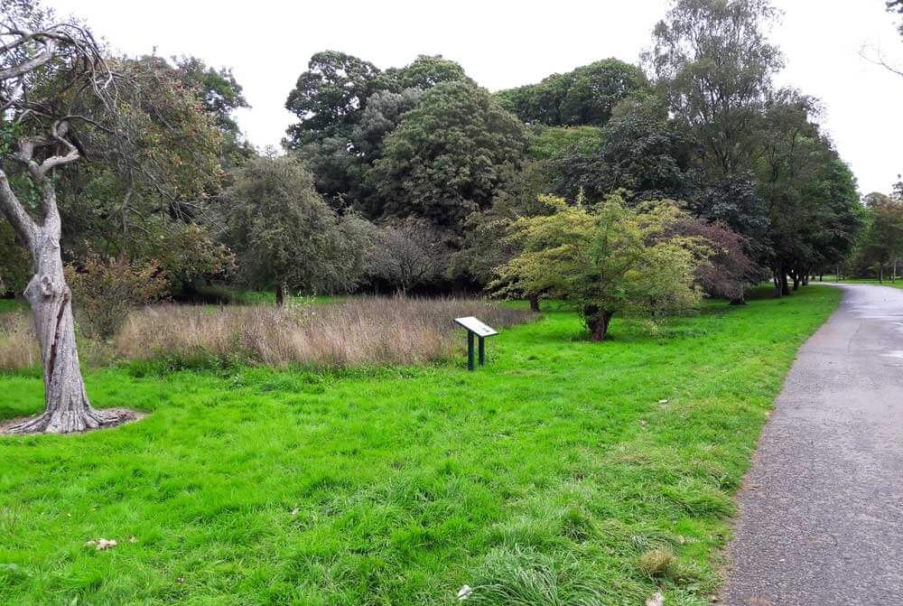 Bute Park - Bat Meadow