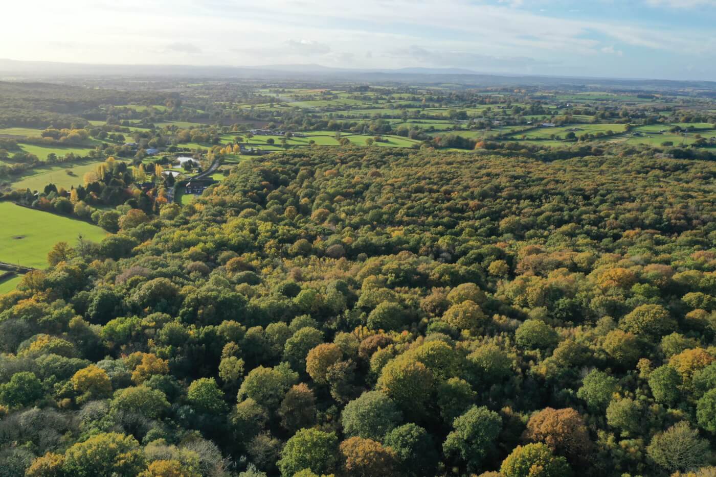 My Tree, Our Forest Tree Giveaway - Bute Park