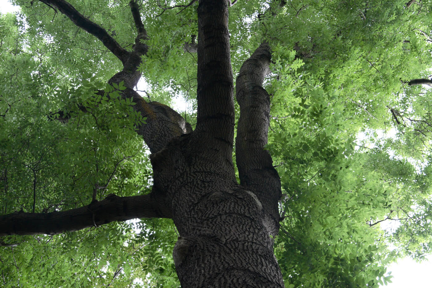 Bute Park - Champion tree trail
