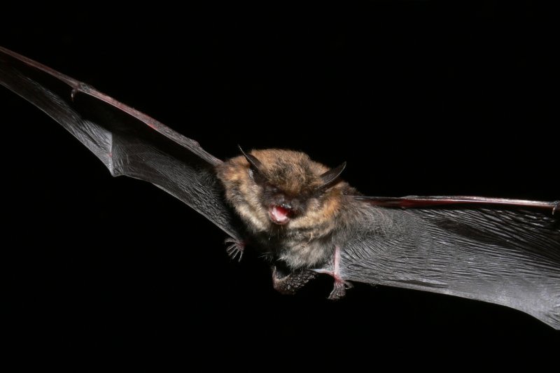 Bute Park - Going Batty in Bute Park