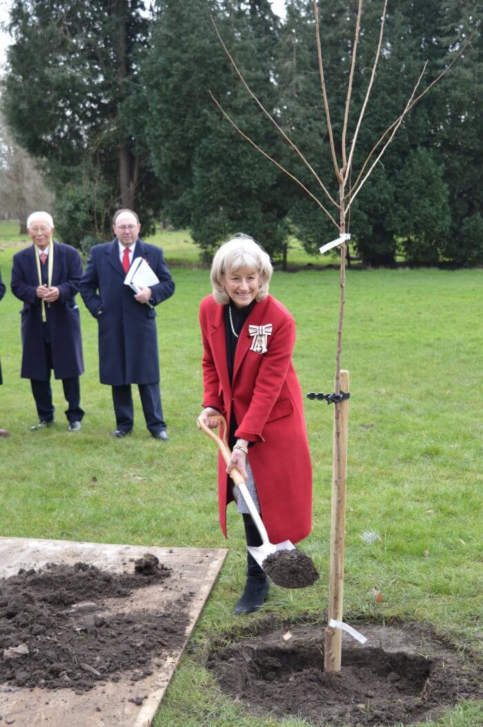 Bute Park - New cherry blossom tree avenue planted in Bute Park as an ...