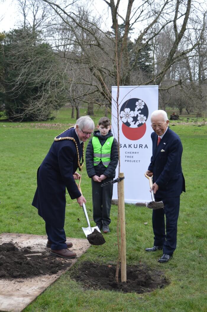 Bute Park - New cherry blossom tree avenue planted in Bute Park as an ...