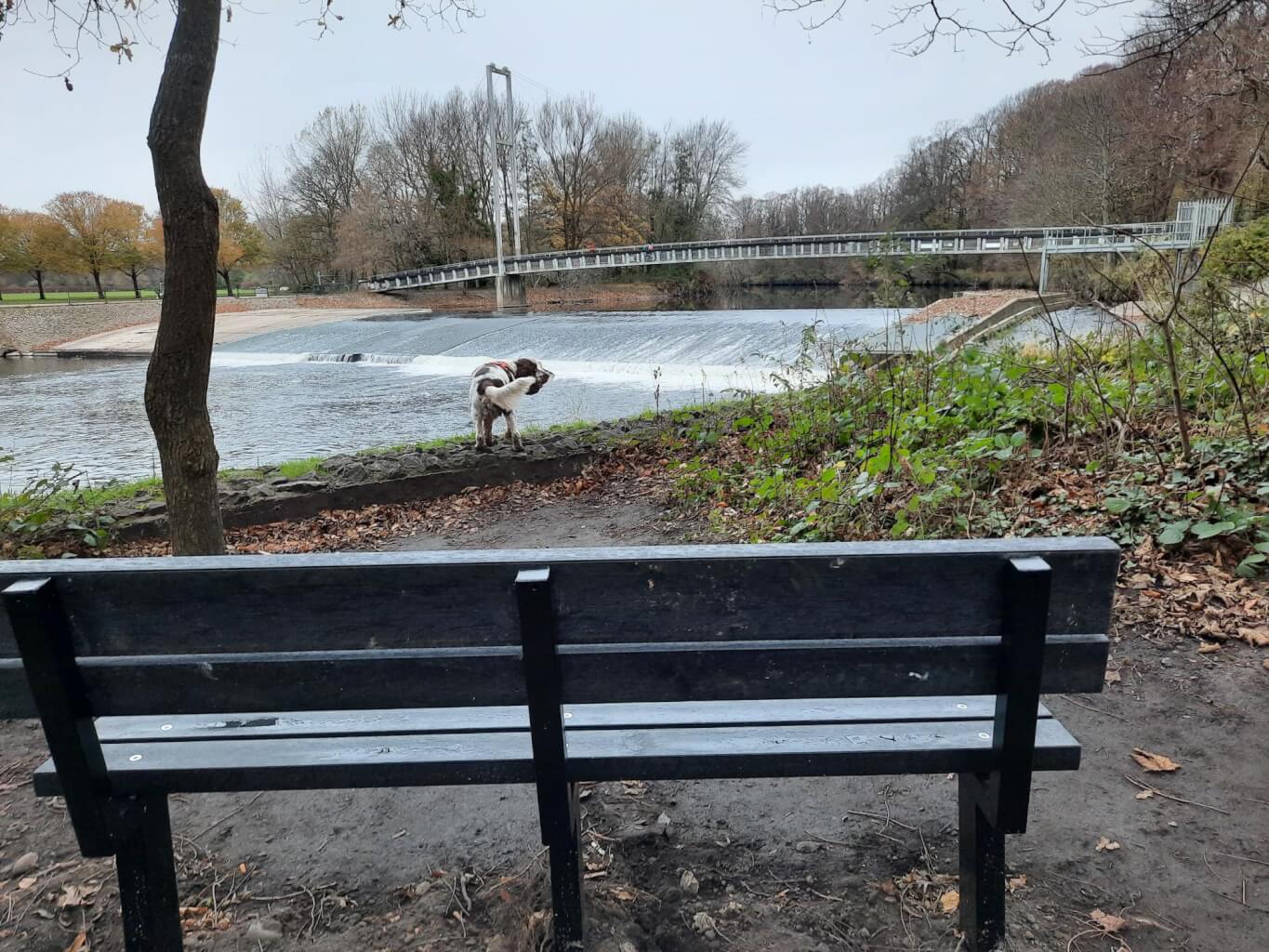 Bute Park - Would you like to donate a bench?
