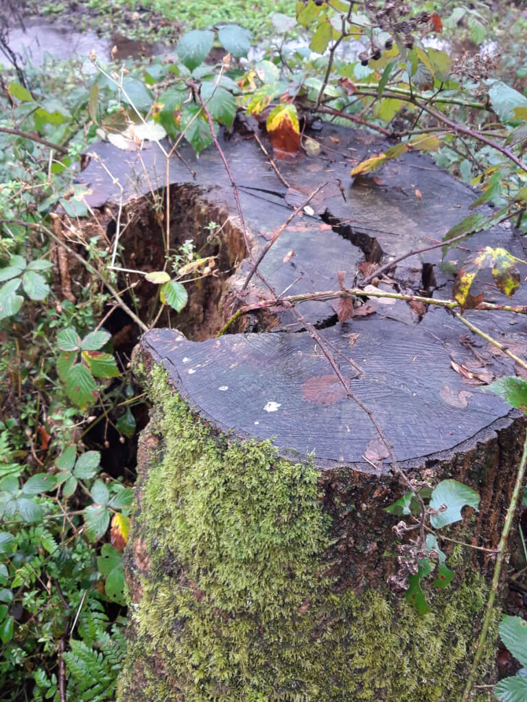 Trees, I’m stumped! - Bute Park