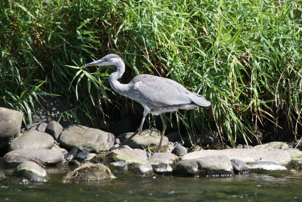 Bute Park - River Taff