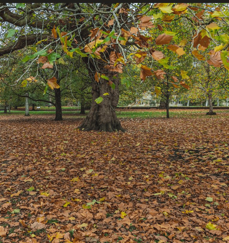 Tree Tales in Bute Park - Bute Park
