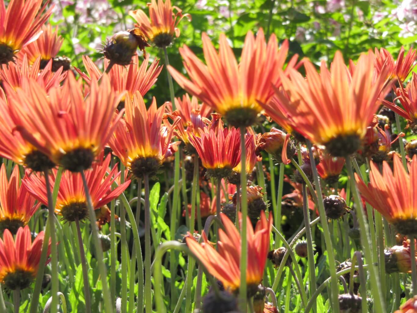 Bute Park - Volunteer