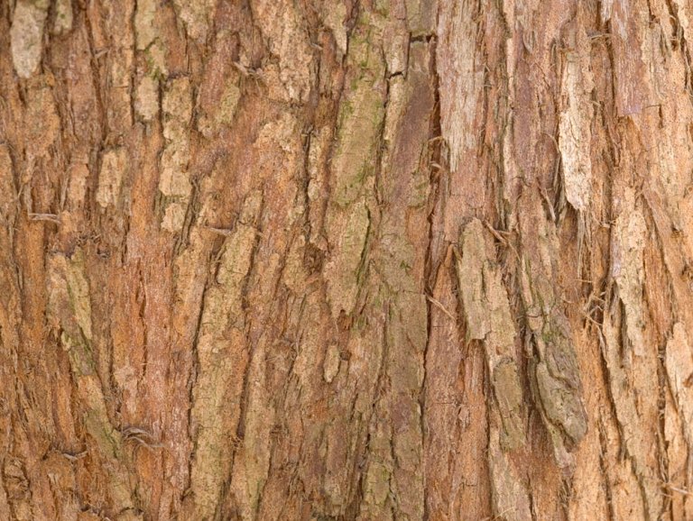 Bute Park - Family tree trail